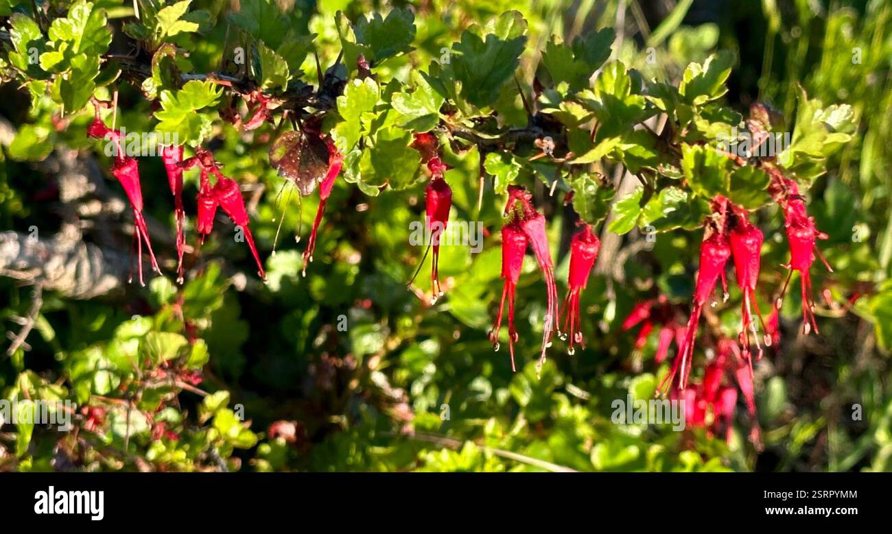 Fuchsiaflower Gooseberry (Ribes speciosum), Plantae, Monte Bello Open ...