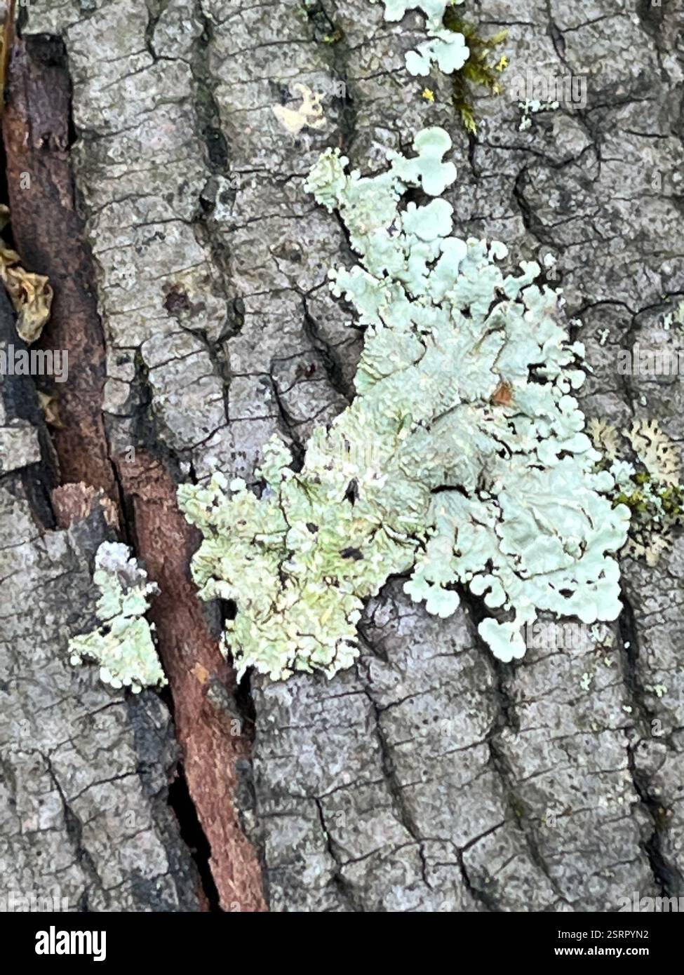 common greenshield lichen (Flavoparmelia caperata), Fungi, East Oakmont ...