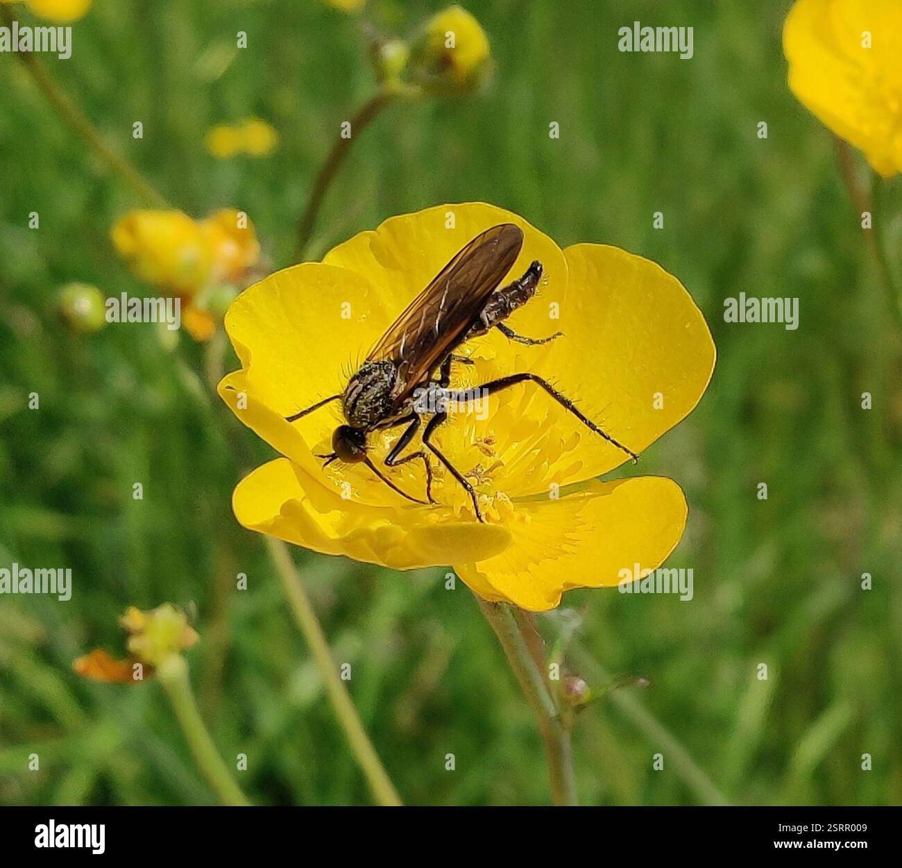 (Empis), Insecta, Kehlen, Zone Industrielle 3, 8280 Kehlen, Luxembourg ...