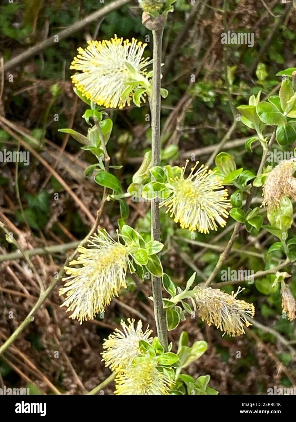 (Vetrix), Plantae, Cornwall, UK Stock Photo - Alamy