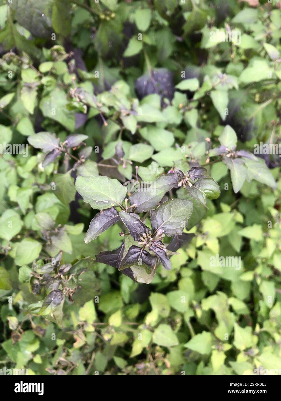 dicots (Magnoliopsida), Plantae, Alexandria County, US-VA, US, Purple ...