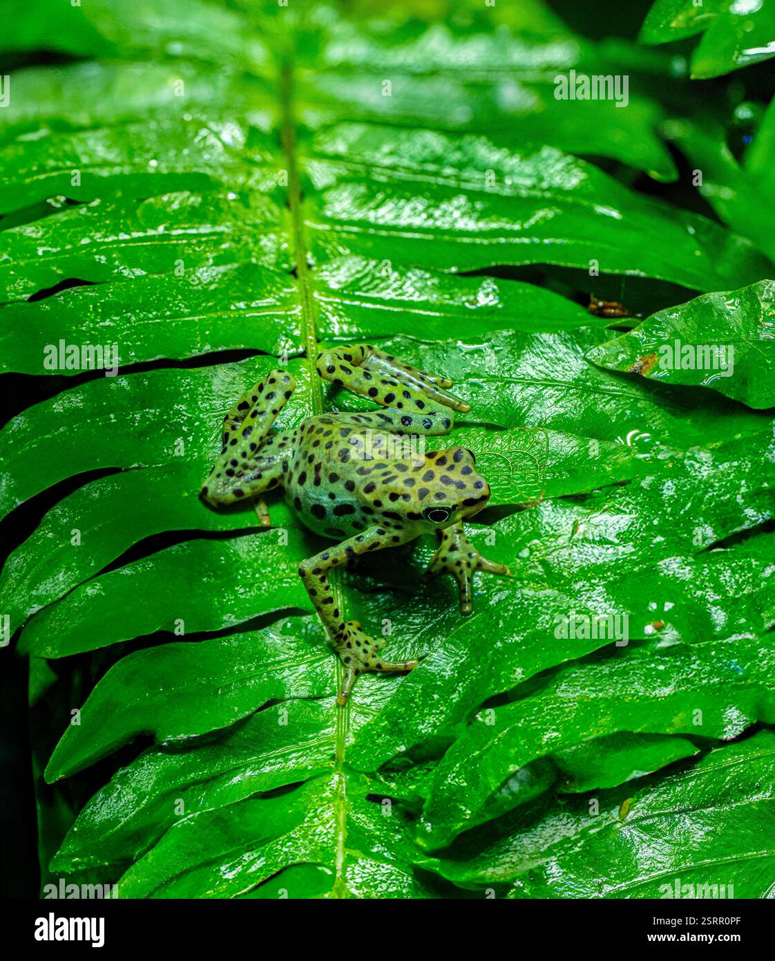 Rio Pescado stump-footed frog Stock Photo - Alamy