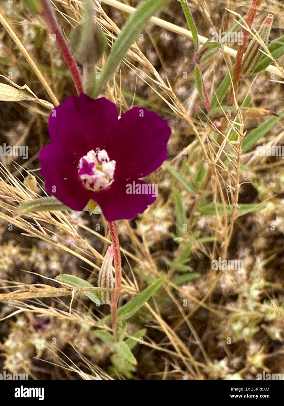 Winecup Clarkia (Clarkia purpurea), Plantae, Santa Rosa Plateau ...