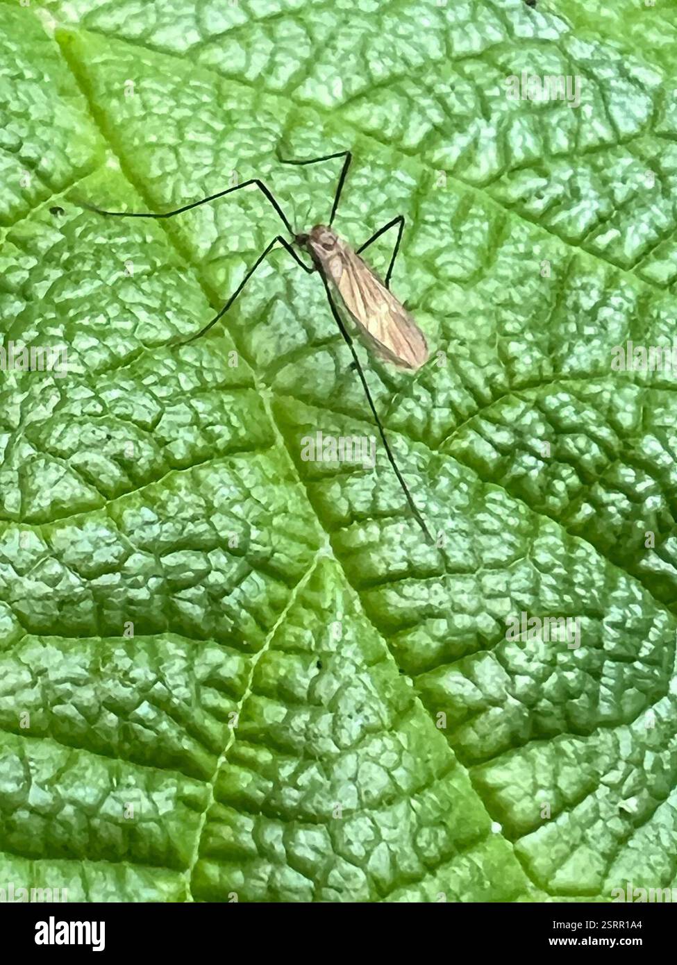 Typical Crane Flies (Tipuloidea), Insecta, Kwantlen Crt, New ...