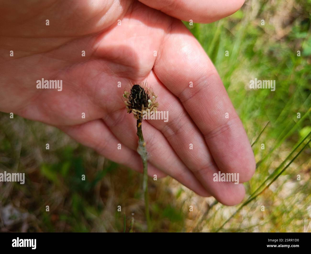 ribwort plantain (Plantago lanceolata), Plantae, Tomard Lower, Bilboa ...