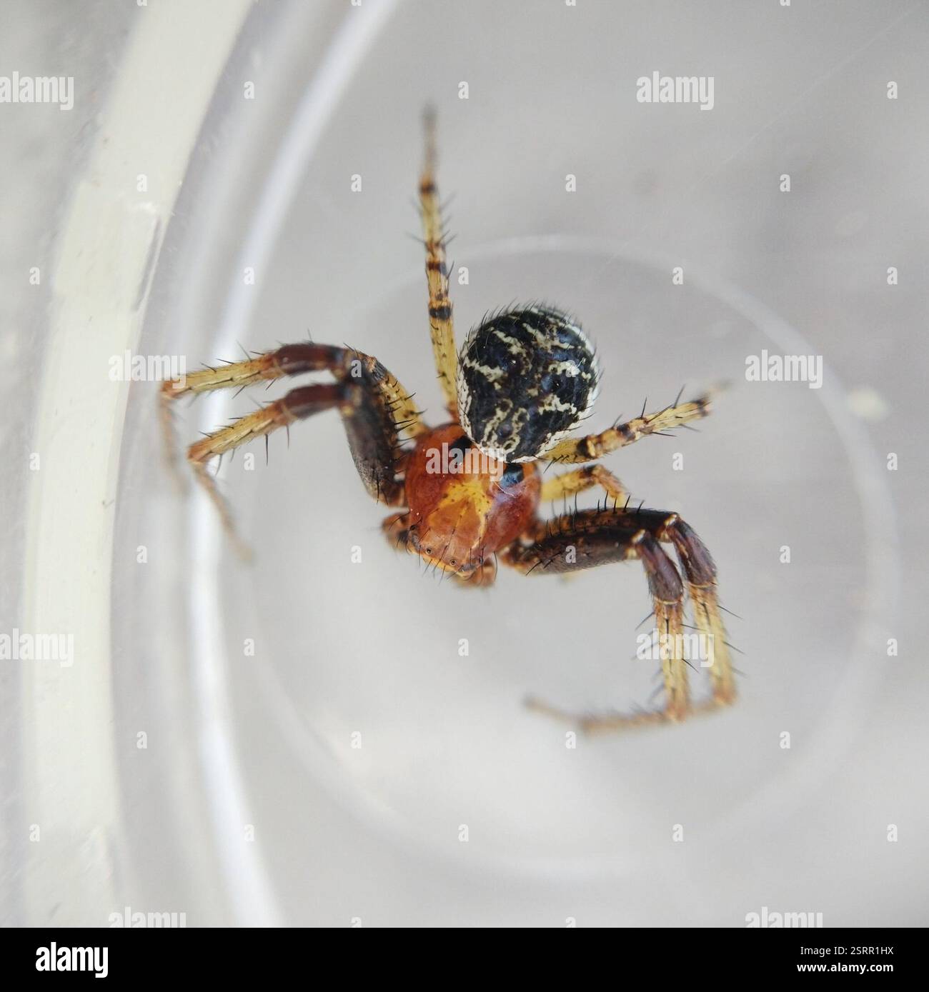 (Xysticus lanio), Arachnida, Kosanin dol, Pancharevo, Bulgaria Stock ...