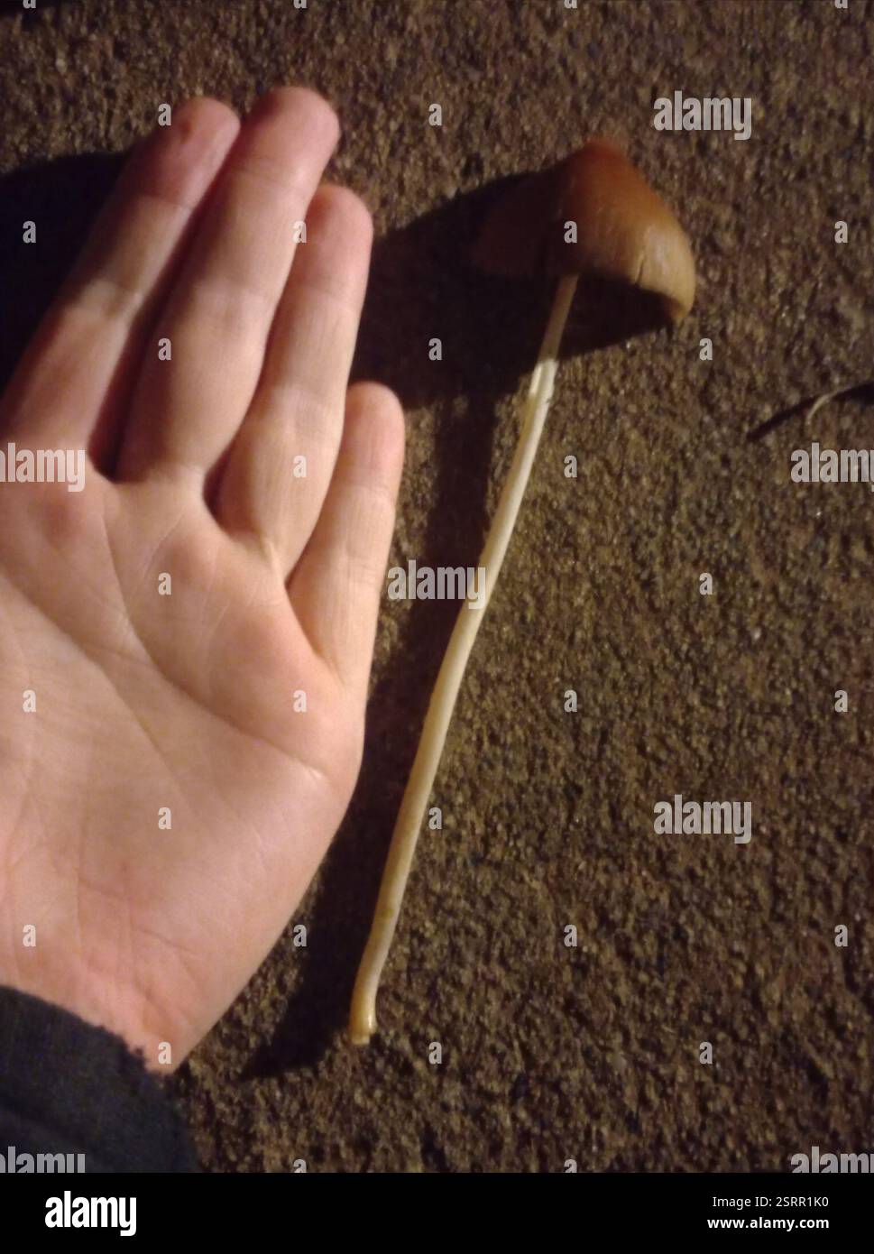 Brittlestems and Allies (Psathyrellaceae), Fungi, North Taieri, New ...
