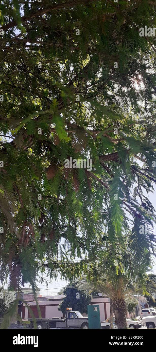 Montezuma cypress (Taxodium mucronatum), Plantae, Jardines de San ...