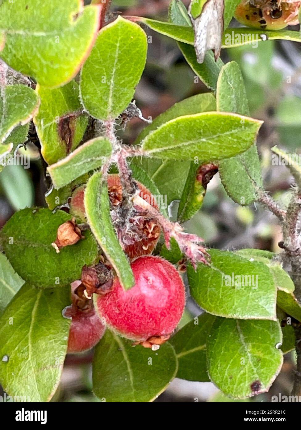 bearberries and manzanitas (Arctostaphylos), Plantae, Parker Flats Rd ...