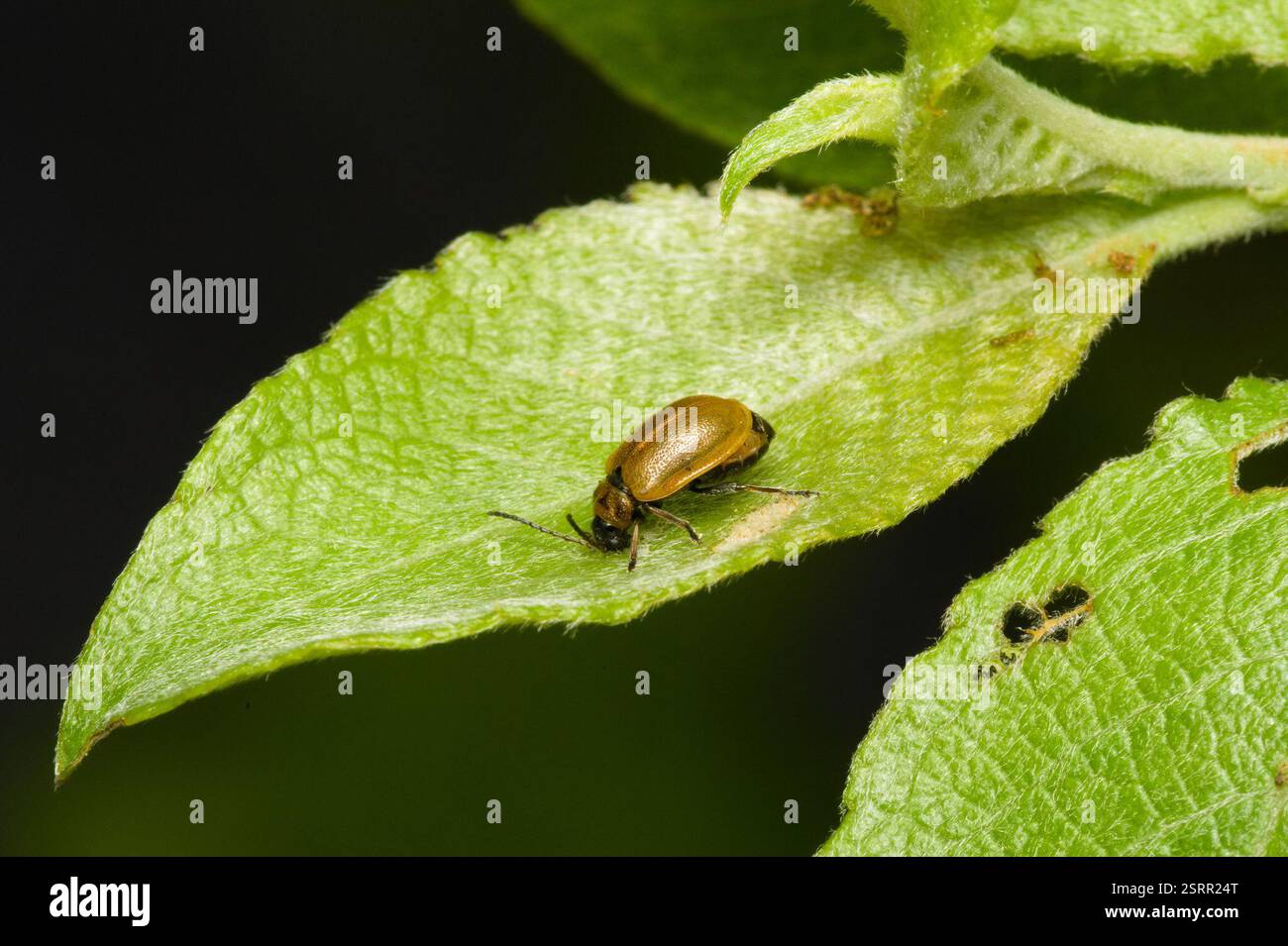 Willow Leaf Beetle (Lochmaea capreae), Insecta, Bludenz, Vorarlberg, Austria, On Salix Stock ...