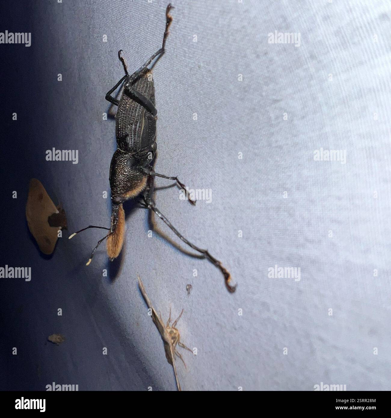 Bearded Weevil (Rhinostomus barbirostris), Insecta, Panama Stock Photo ...