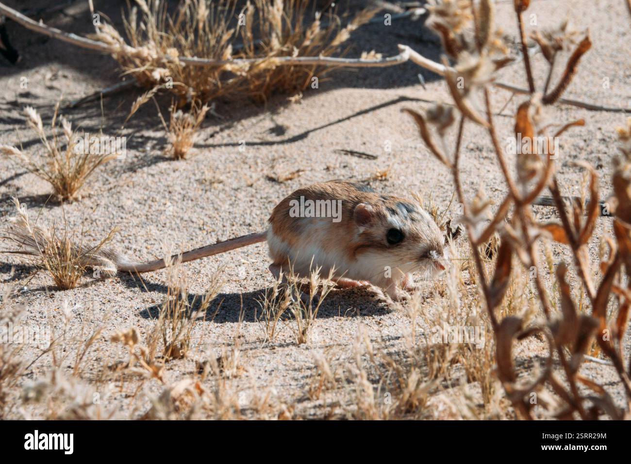 Merriam's Kangaroo Rat (Dipodomys merriami), Mammalia, San Bernardino ...