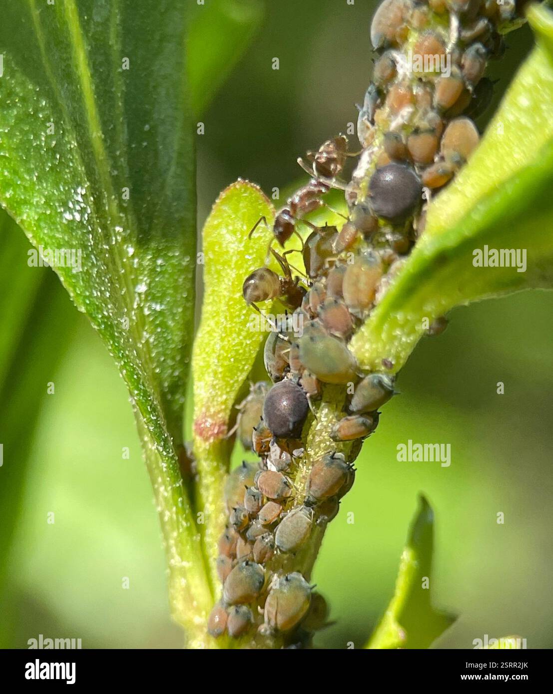 (Aphis), Insecta, Myrtle Dr, Sunnyvale, CA, US, Host plant is a Coyote ...
