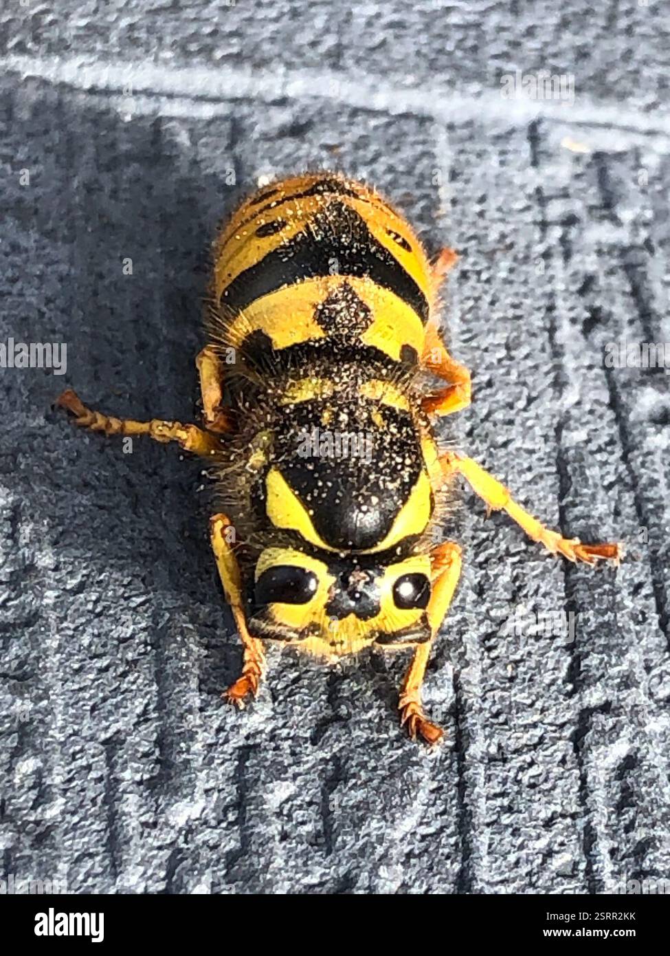 Western Yellowjacket (Vespula pensylvanica), Insecta, S Mistyglen Ave ...