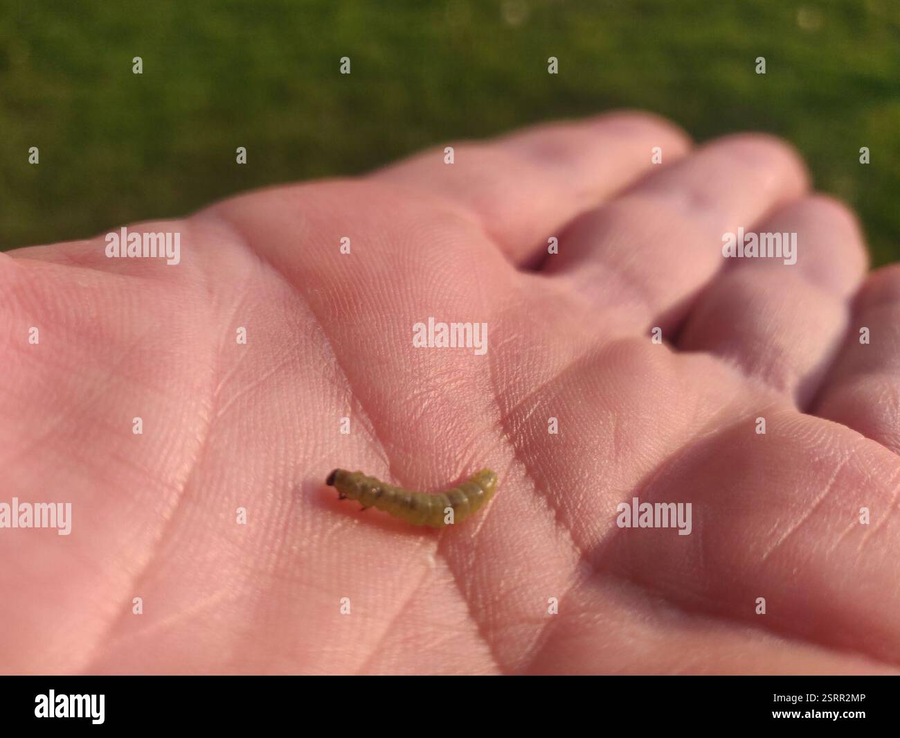 Carnation Tortrix (Cacoecimorpha pronubana), Insecta, 3520 Farum ...