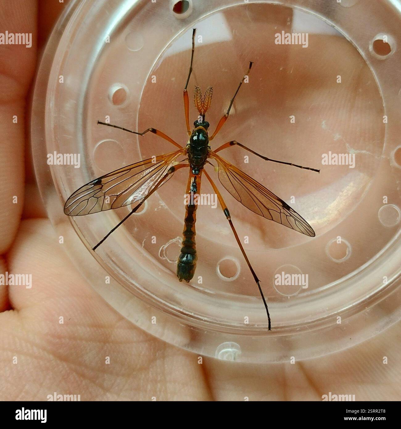 Giant Sabre Comb Horn Cranefly (Tanyptera atrata), Insecta, Kosanin dol ...