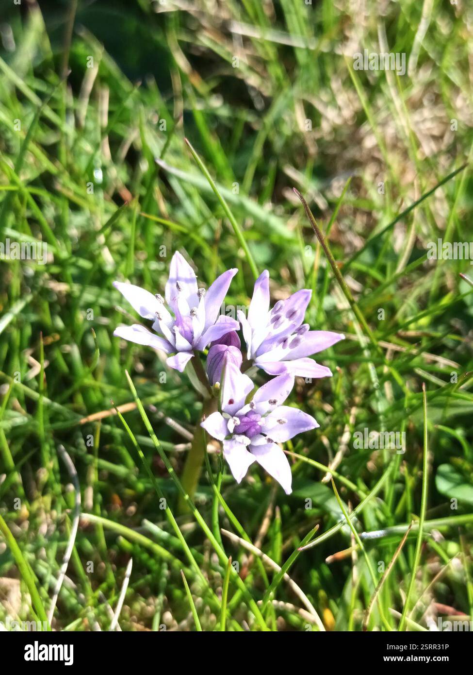 Spring Squill (Scilla verna), Plantae, Pembrokeshire, UK Stock Photo ...