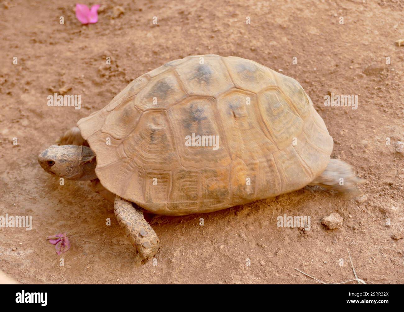 Greek Tortoise (Testudo graeca), Reptilia, Marrakech, MA-MK, MA Stock ...