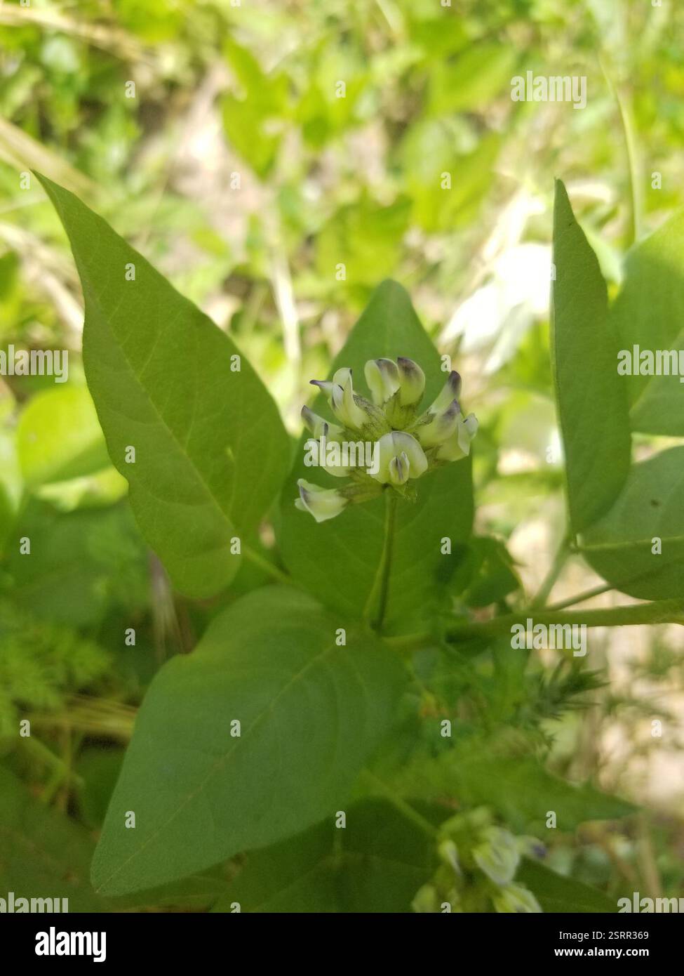 forest scurfpea (Rupertia physodes), Plantae, Ojai, CA 93023, USA Stock ...