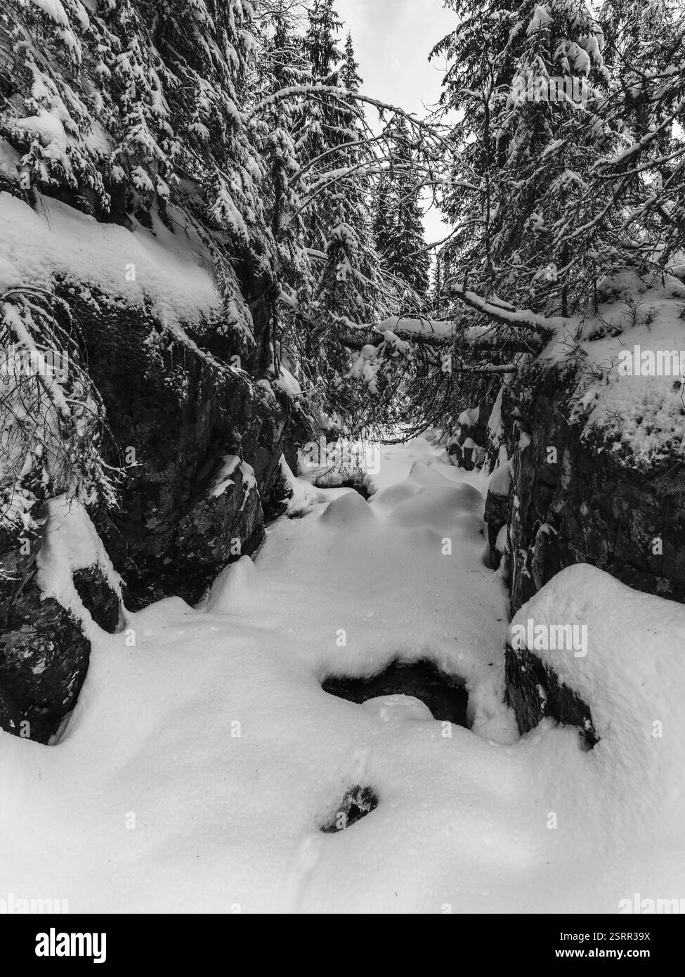 By the Villbekken Creek below the Reklingmyra Bog of the Totenåsen ...