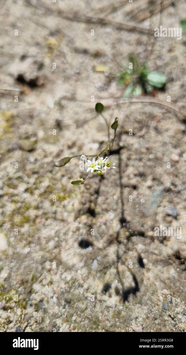 Common Whitlowgrass (Draba verna), Plantae, Rødby, 4970 Rødby, Danmark ...