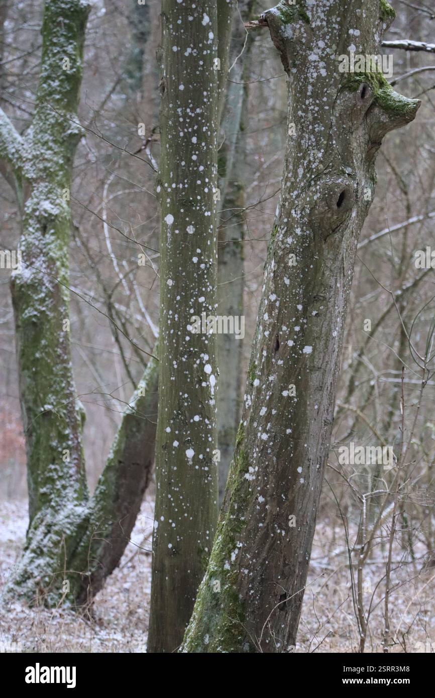 Real And Fake Snowflakes Hi Res Stock Photography And Images Alamy