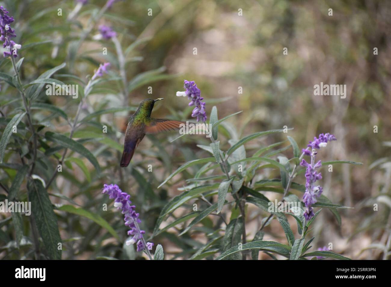 Berylline Hummingbird (Saucerottia beryllina), Aves, Bosque de ...
