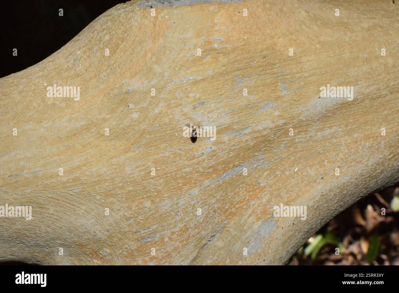 Toe-winged Beetles (Ptilodactylidae), Insecta, 中国江西省上饶市婺源县 Stock Photo ...