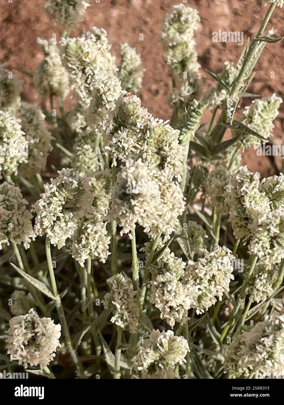 Coastal Cat's-foot-grass (Aeluropus littoralis), Plantae, Barrage Al ...