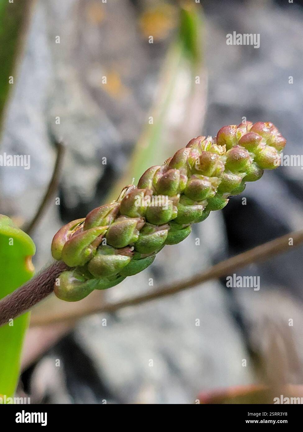 Sea Plantain (Plantago maritima), Plantae, Oak Bay, BC, Canada Stock ...