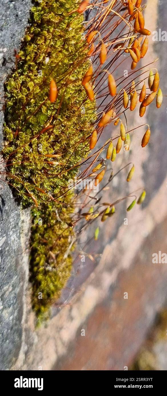 joint-toothed mosses (Bryopsida), Plantae, Chelmsley Wood, Birmingham ...