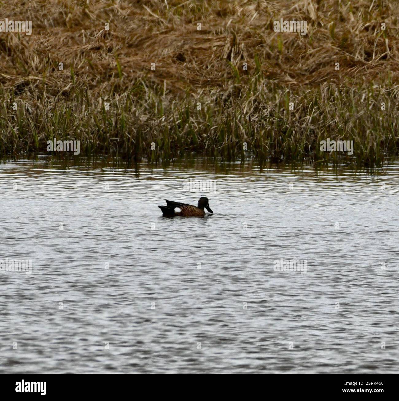 Blue-winged Teal (Spatula discors), Aves, Park County, WY, USA Stock ...