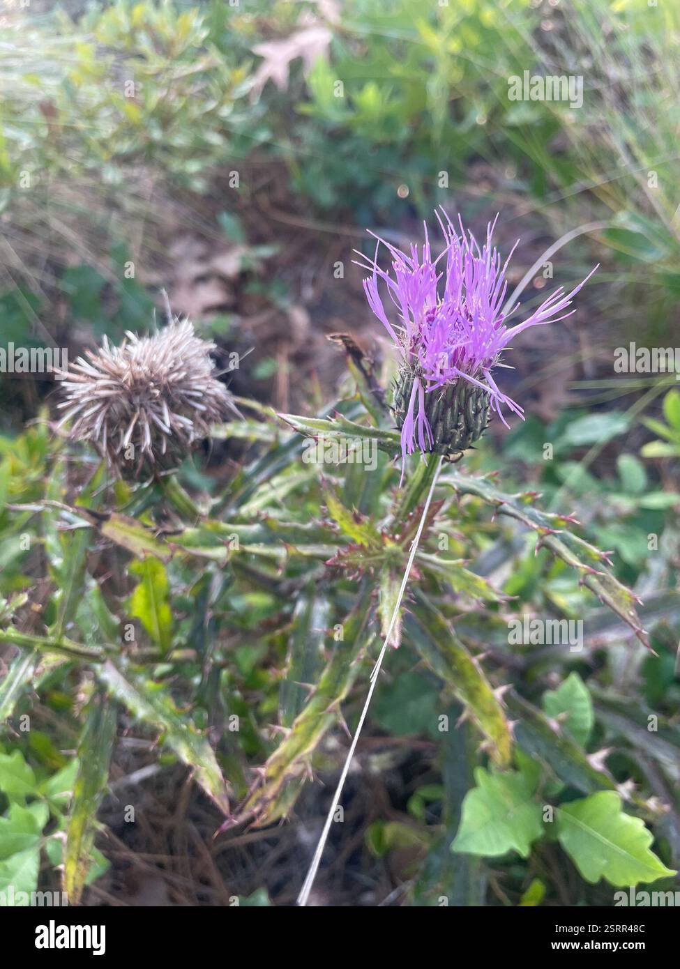 sandhill thistle (Cirsium repandum), Plantae, Carolina Beach State Park ...