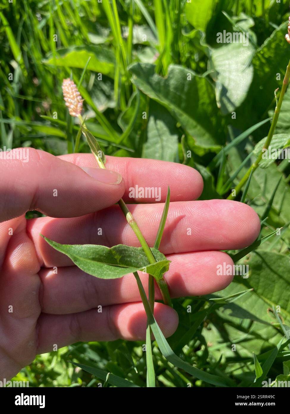 common bistort (Bistorta officinalis), Plantae, Tweeddale East Ward ...
