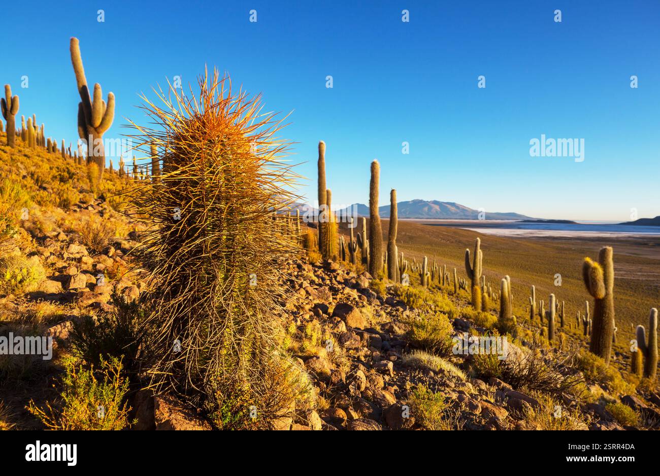 Giant cactus forest in Altiplano, Chile.. Surreal natural landscapes in ...