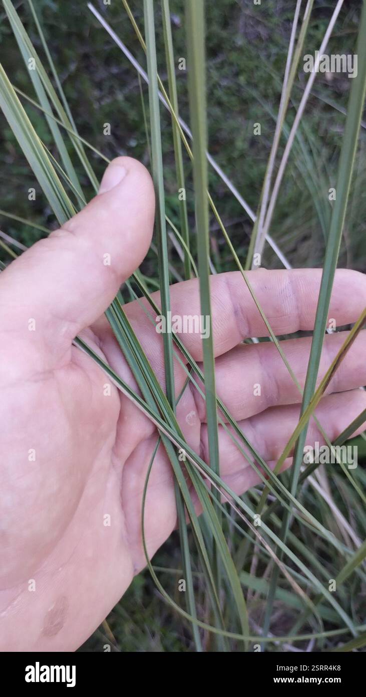 (Coleataenia prionitis), Plantae, Federación, Entre Ríos, Argentina ...