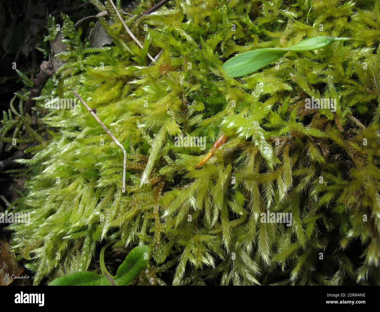 Streaky Feather-moss (Brachythecium glareosum), Plantae, Province of ...