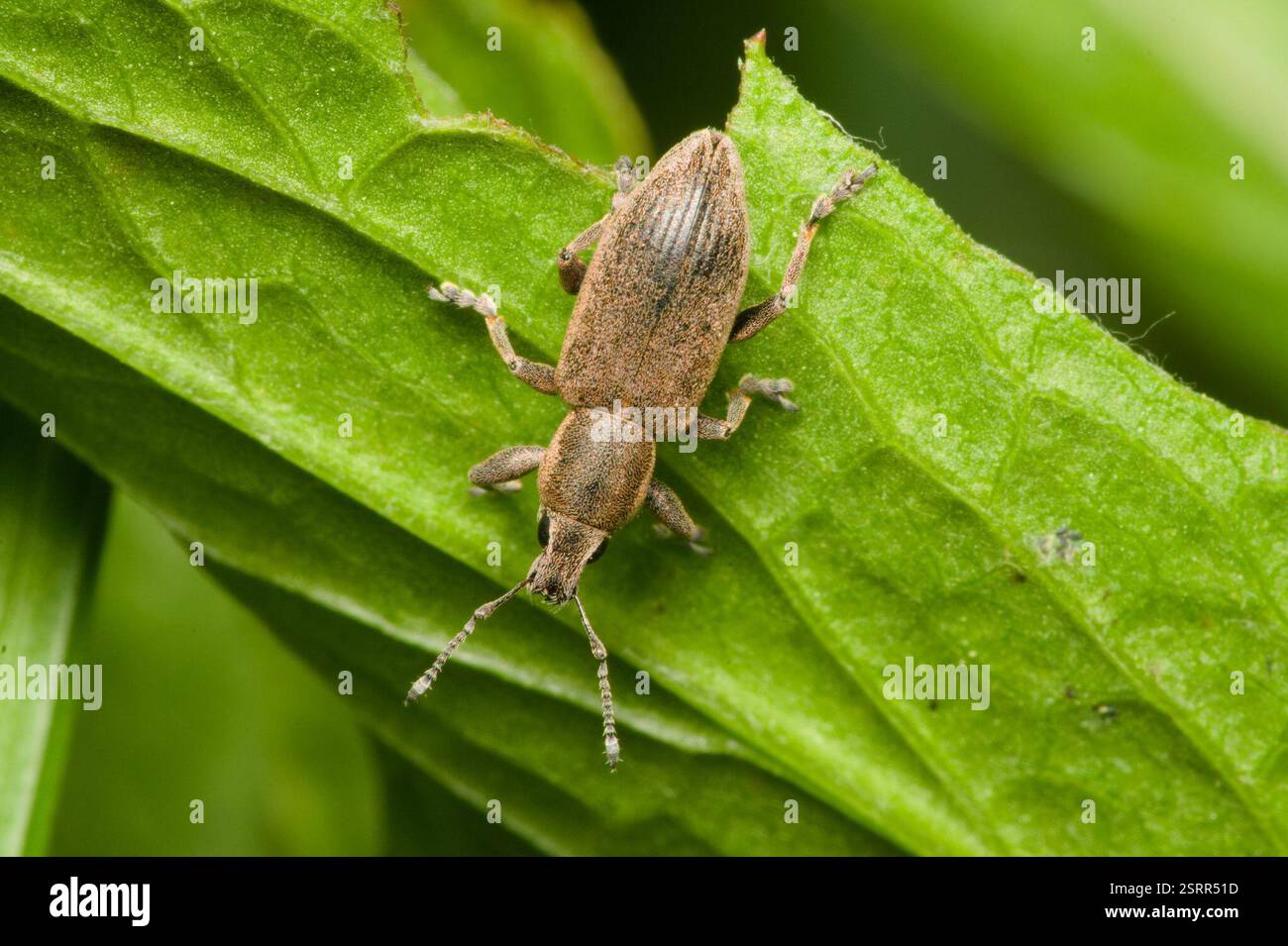(Tanymecus palliatus), Insecta, Bludenz, Österreich Stock Photo - Alamy
