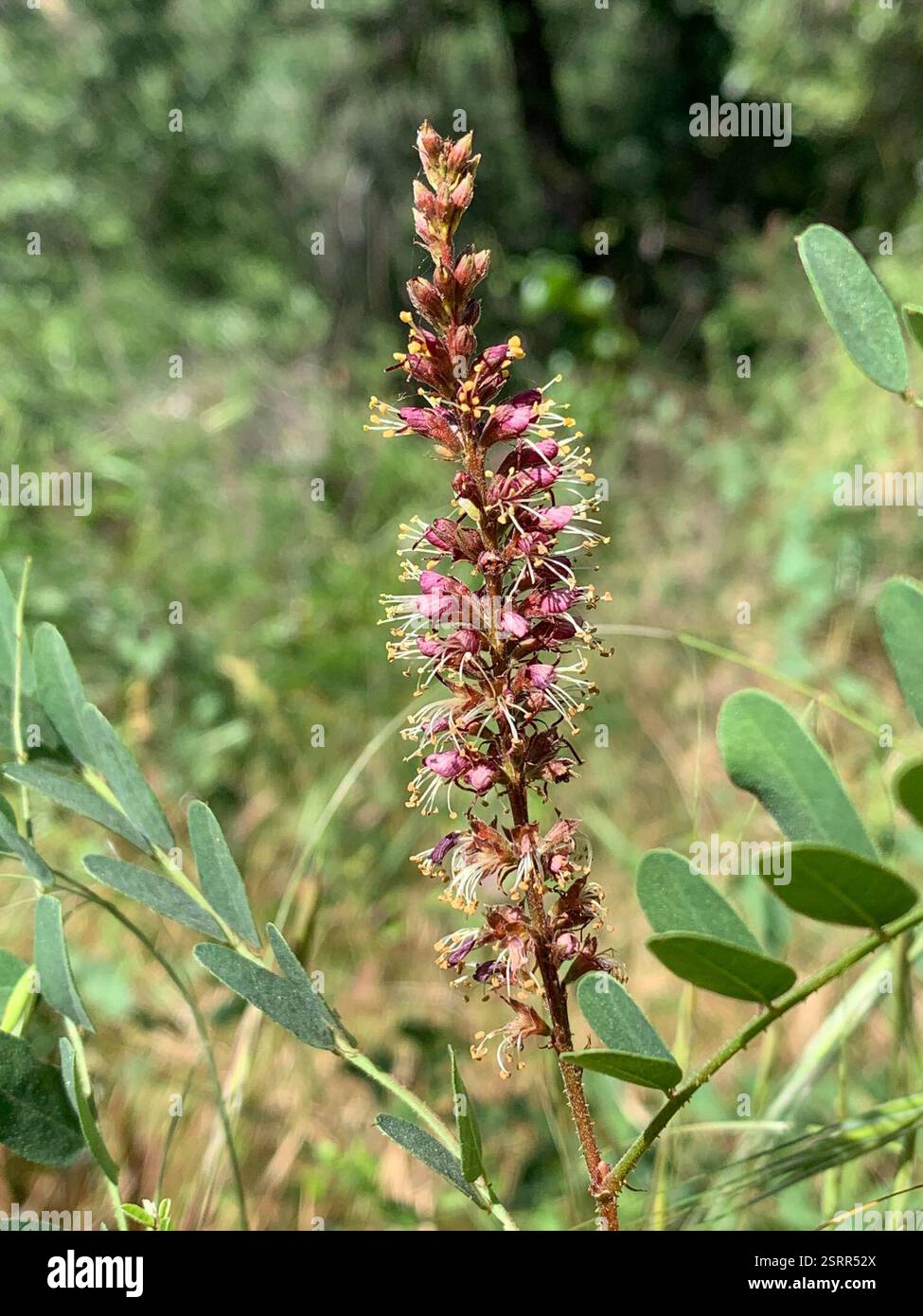 California False Indigo (Amorpha californica), Plantae, Hidden Falls ...