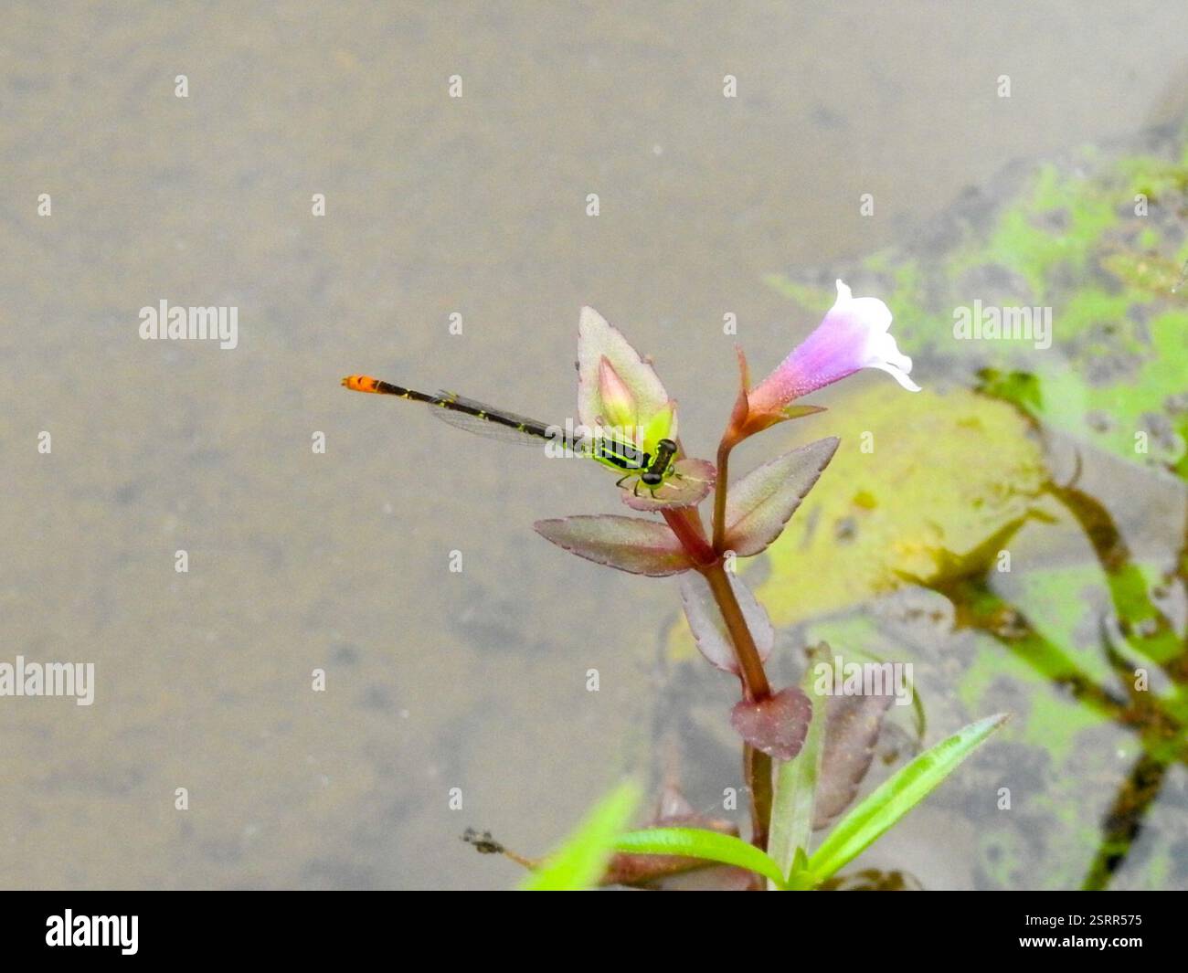 marsh wisp (Agriocnemis minima), Insecta, Danau Dora Kebun Raya ...