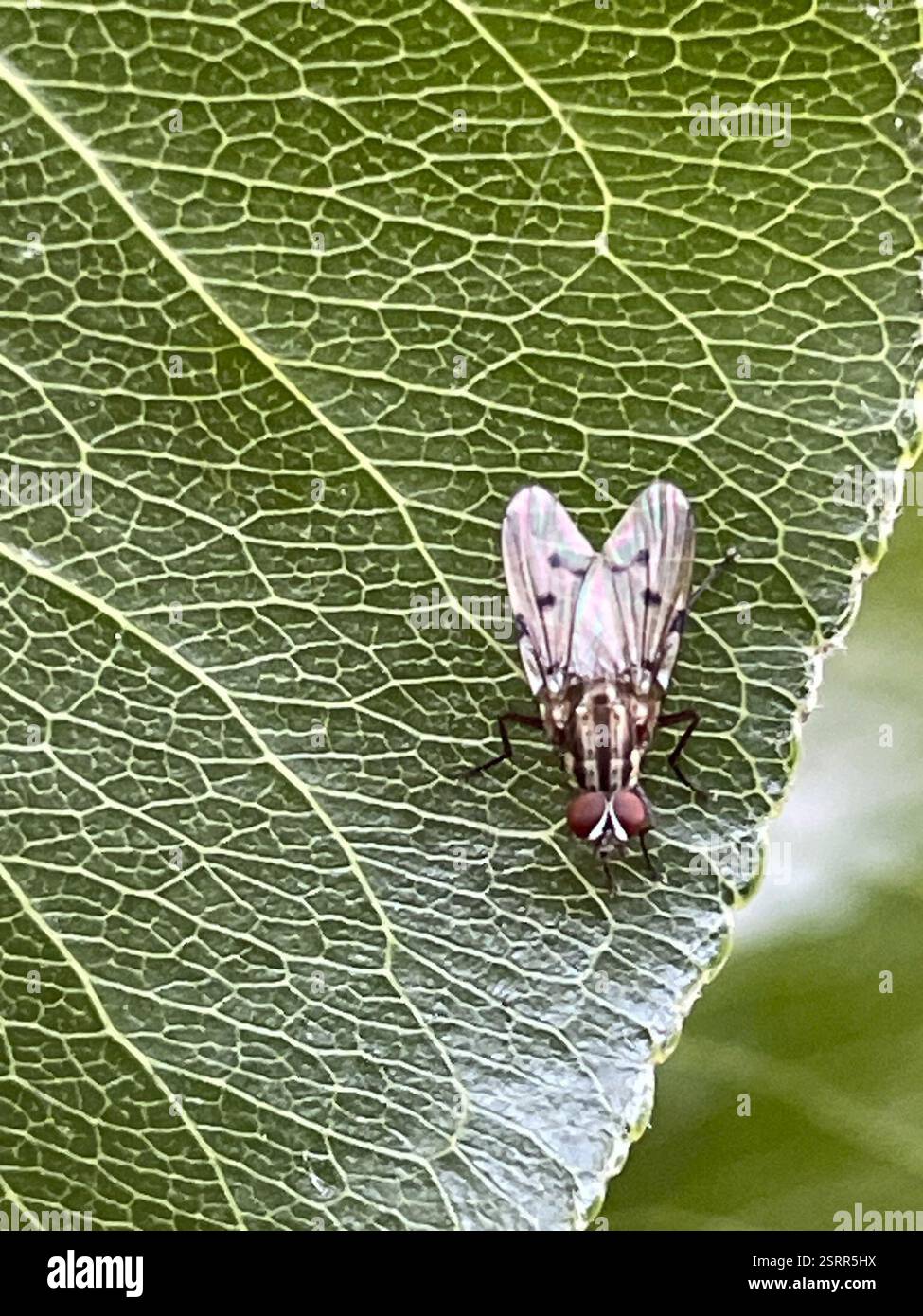 (Anthomyia punctipennis), Insecta, Melbourne VIC, Australia Stock Photo ...