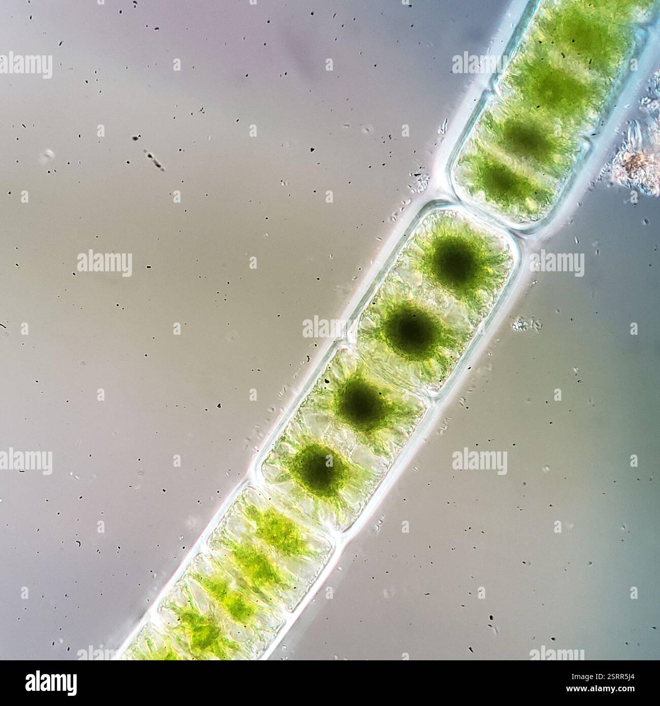 (Zygnema), Plantae, Hamilton, ON, Canada, Two kinds of Zygnema, I think ...