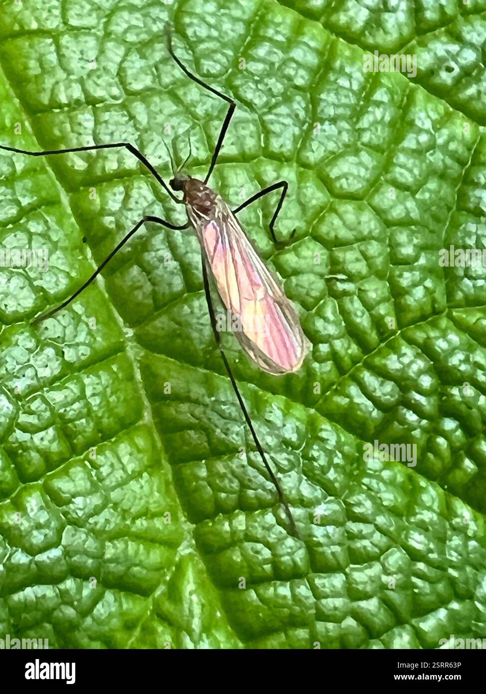 Typical Crane Flies (Tipuloidea), Insecta, Kwantlen Crt, New ...