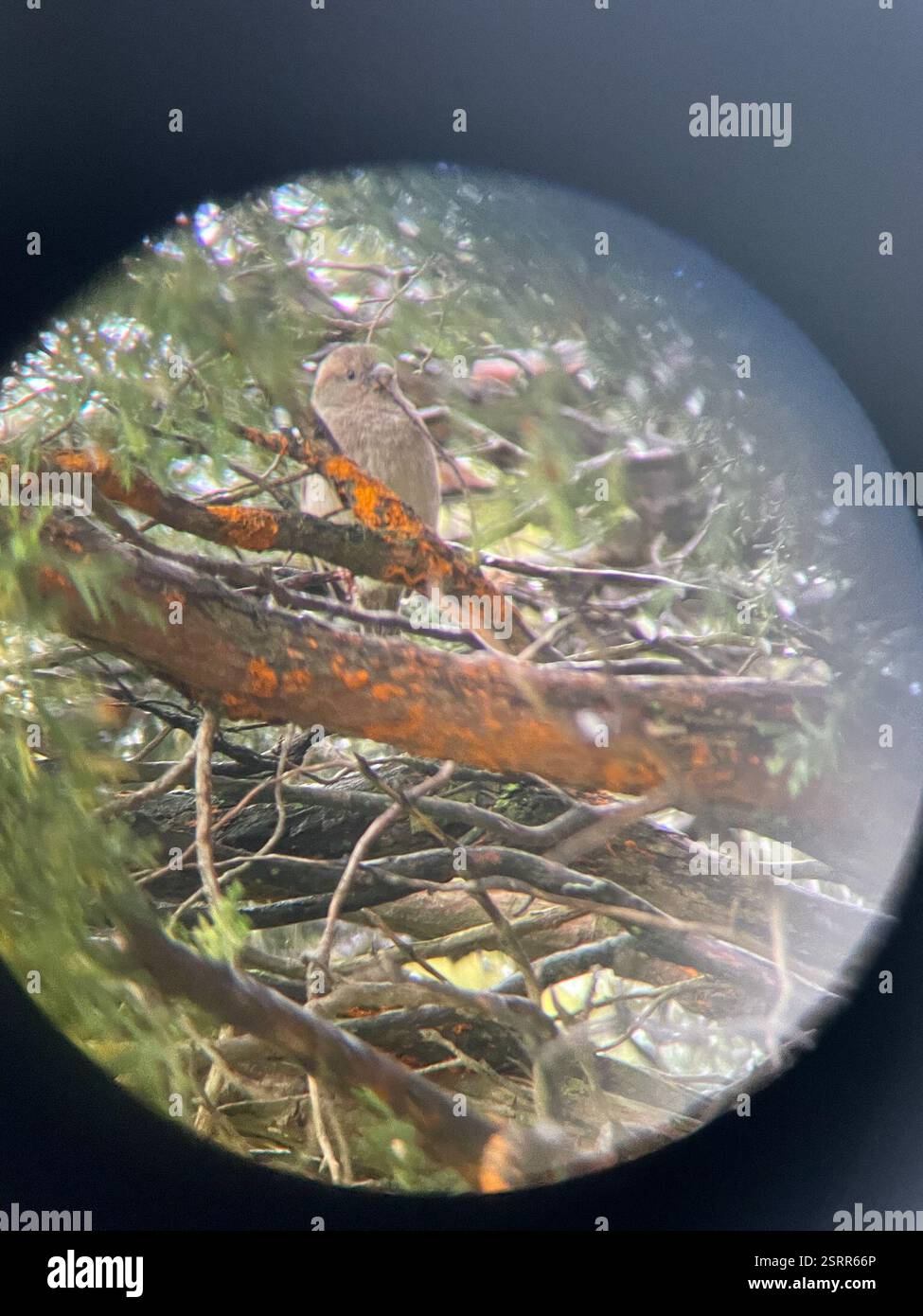 House Sparrow (Passer domesticus), Aves, S Beach Rd, Annapolis, MD, US ...