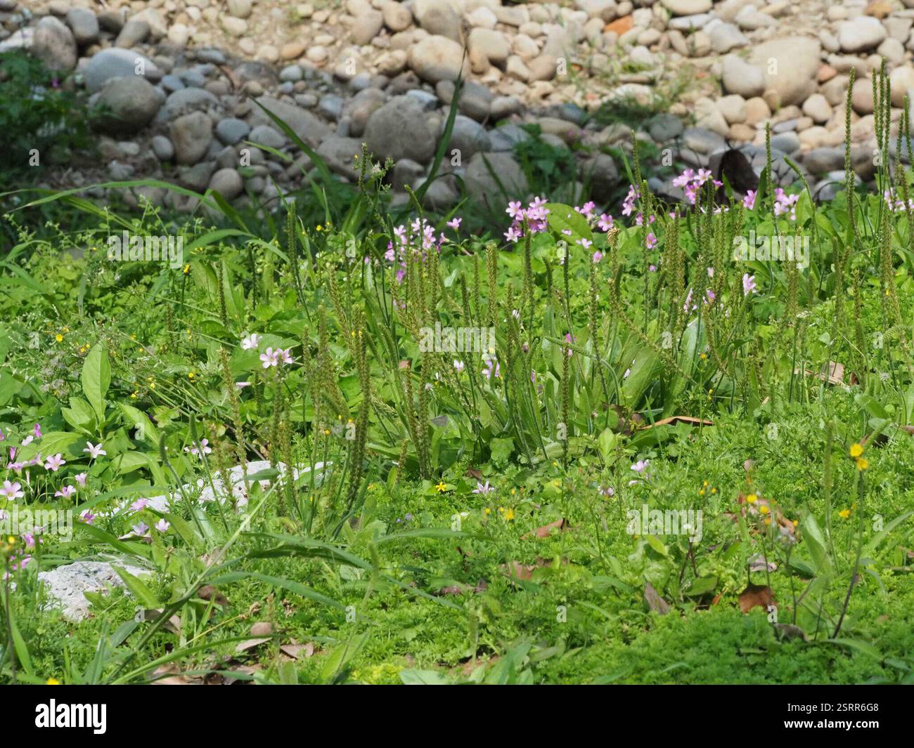 dwarf plantain (Plantago virginica), Plantae, 台灣桃園市桃園區桃園 Stock Photo ...