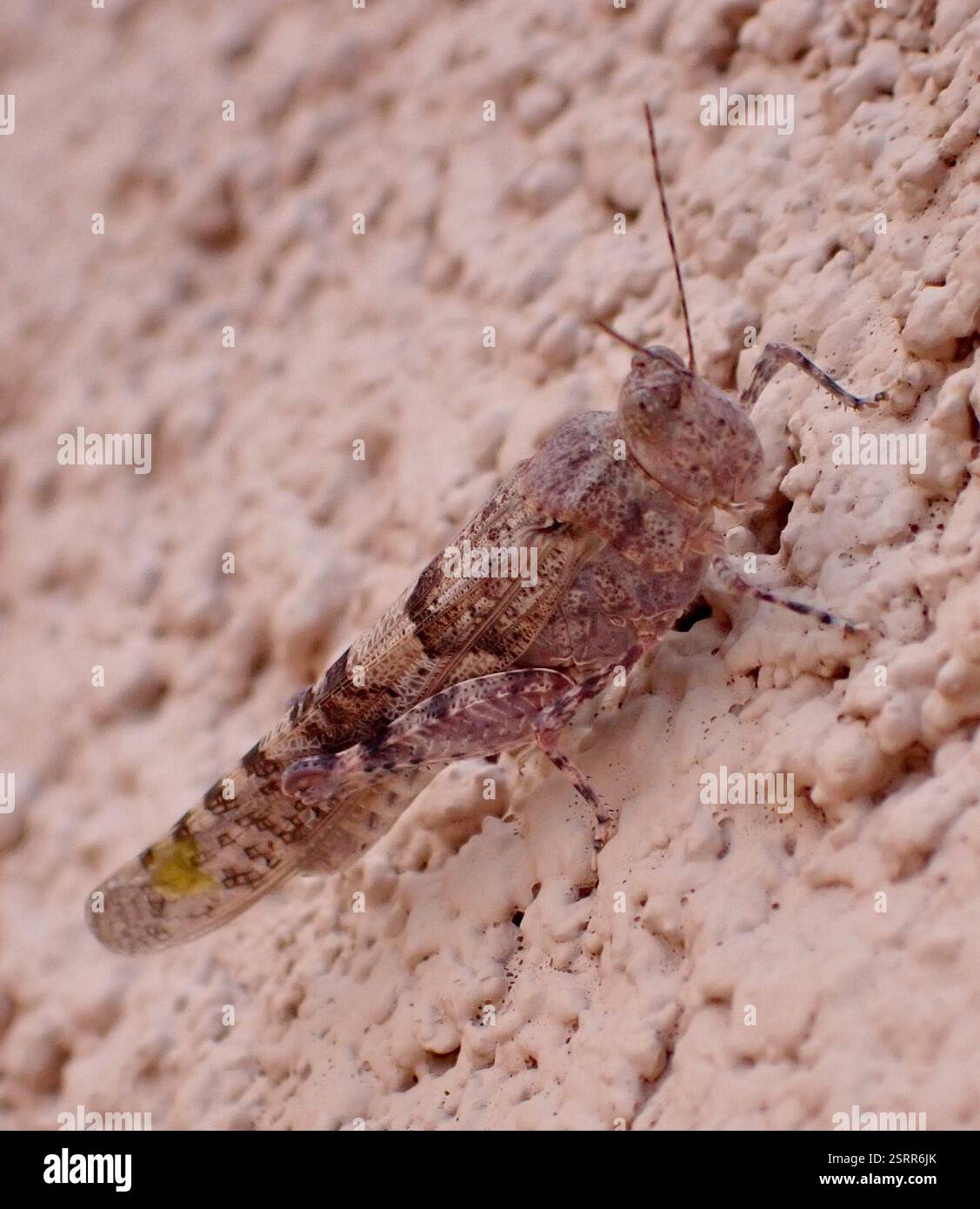 Desert Sand Grasshopper (Sphingonotus rubescens), Insecta, Tarmigt ...