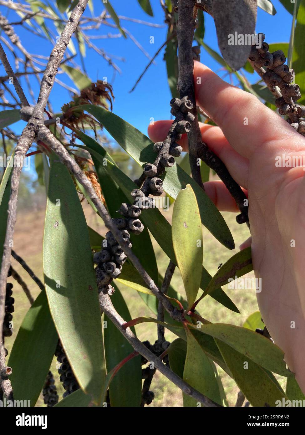 Broad Leaved Tea Tree (Melaleuca viridiflora), Plantae, Port Curtis ...
