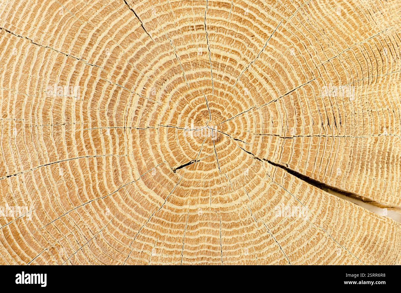 Close-up of a cross-section of an oak tree trunk showing natural cracks and rings Stock Photo ...