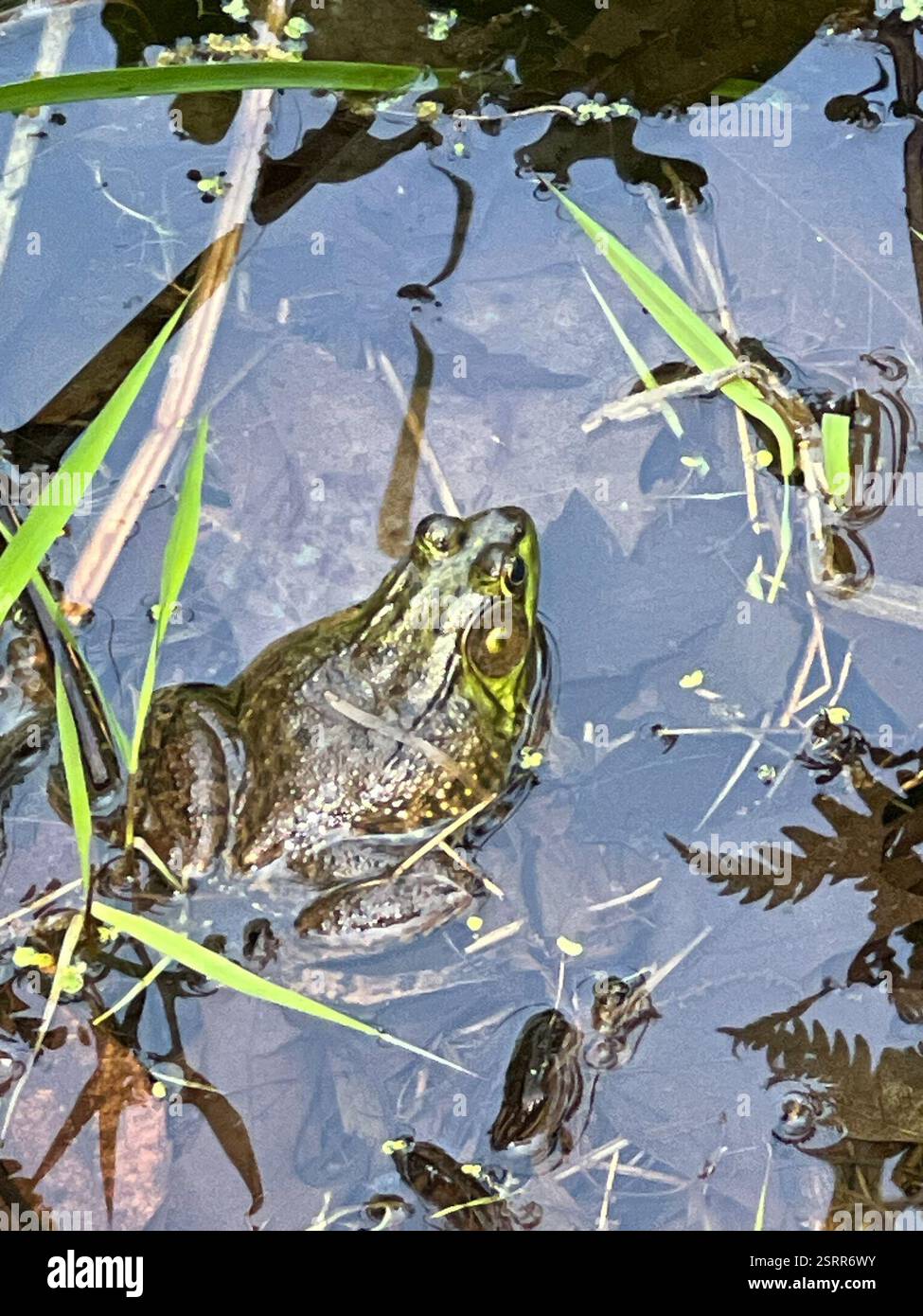 Green Frog (Lithobates clamitans), Amphibia, Native Plant Trust ...