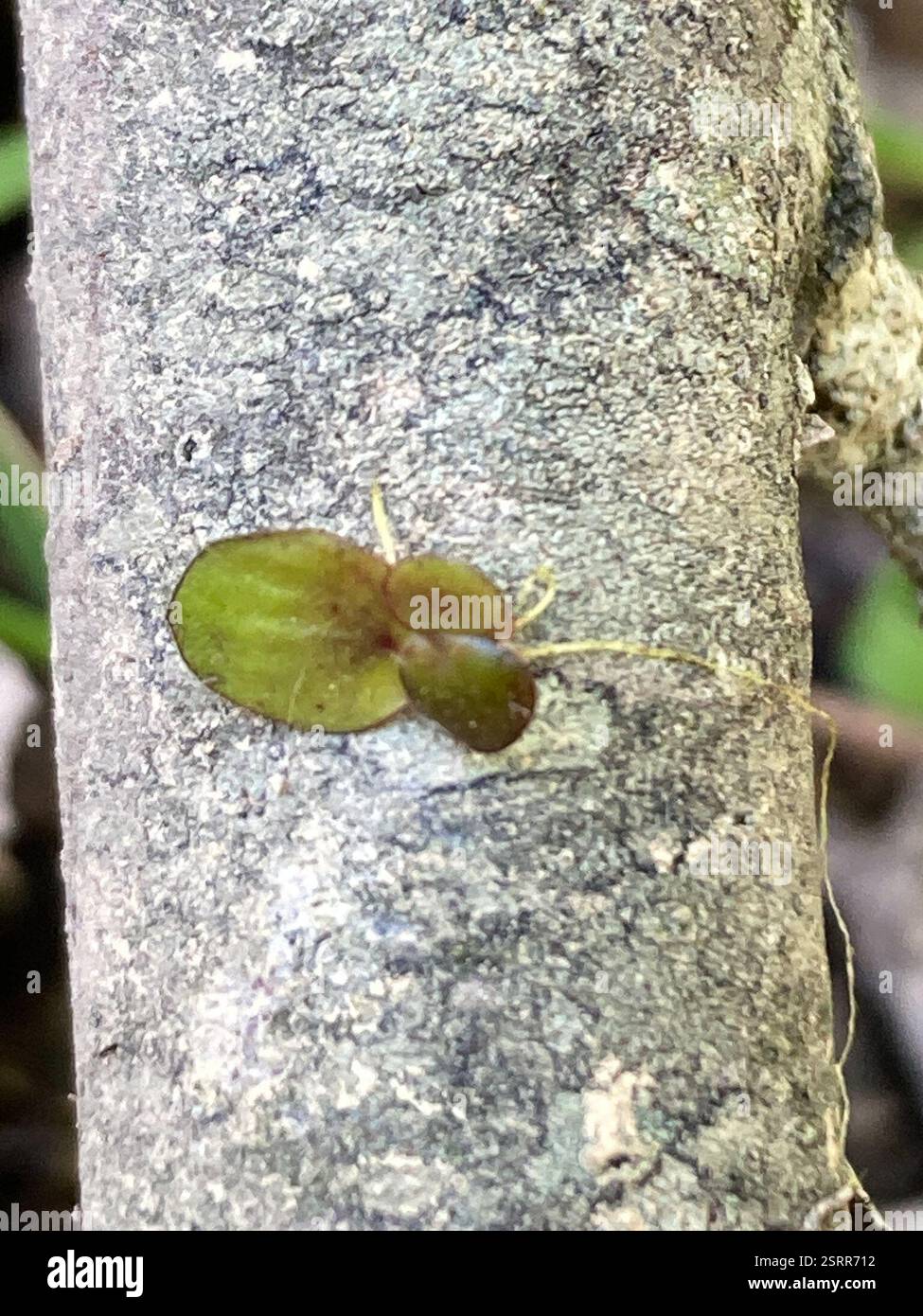 greater duckweed (Spirodela polyrhiza), Plantae, Scottsburg, IN, US ...